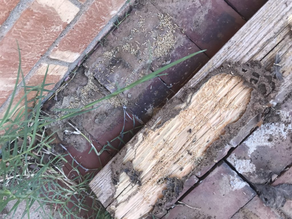 Active Termites - Rusty's Bug Stop