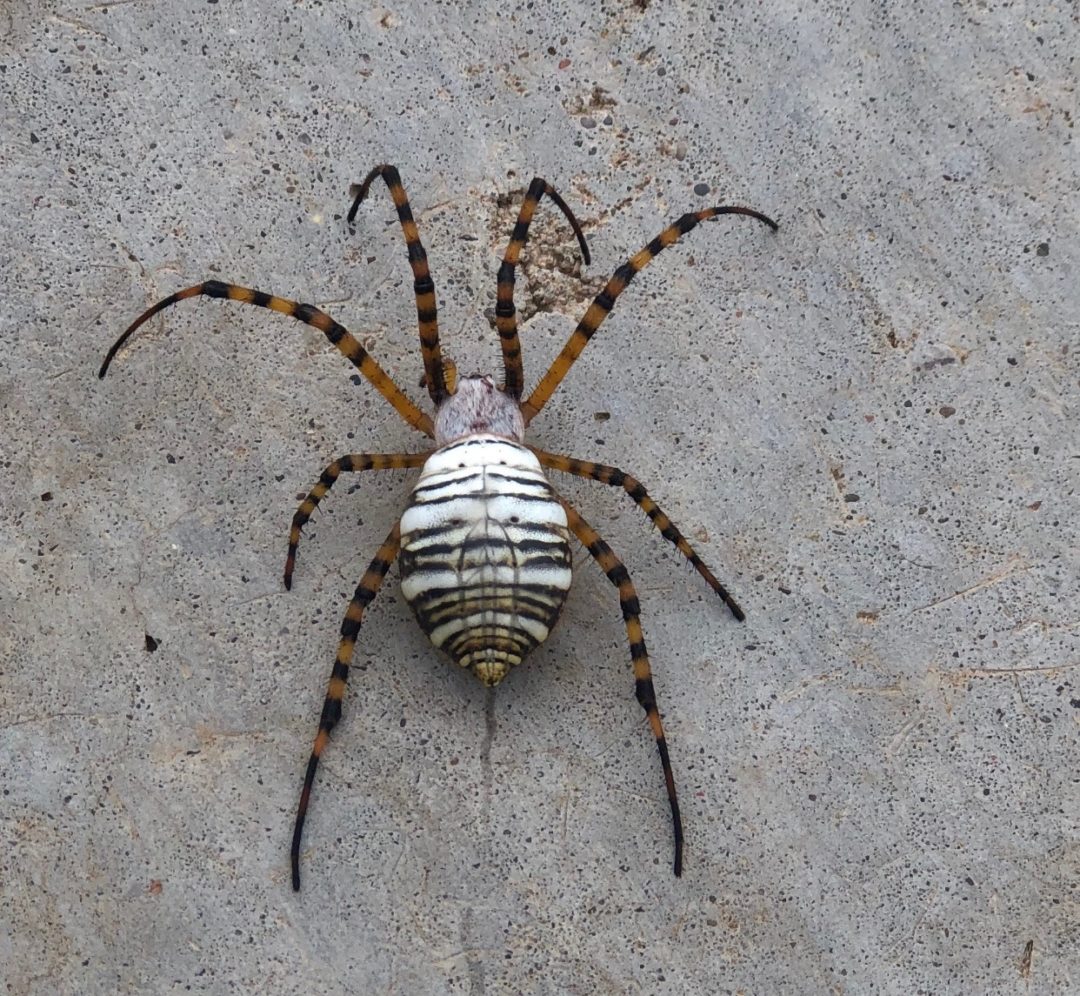 Just a really cool spider - Rusty's Bug Stop